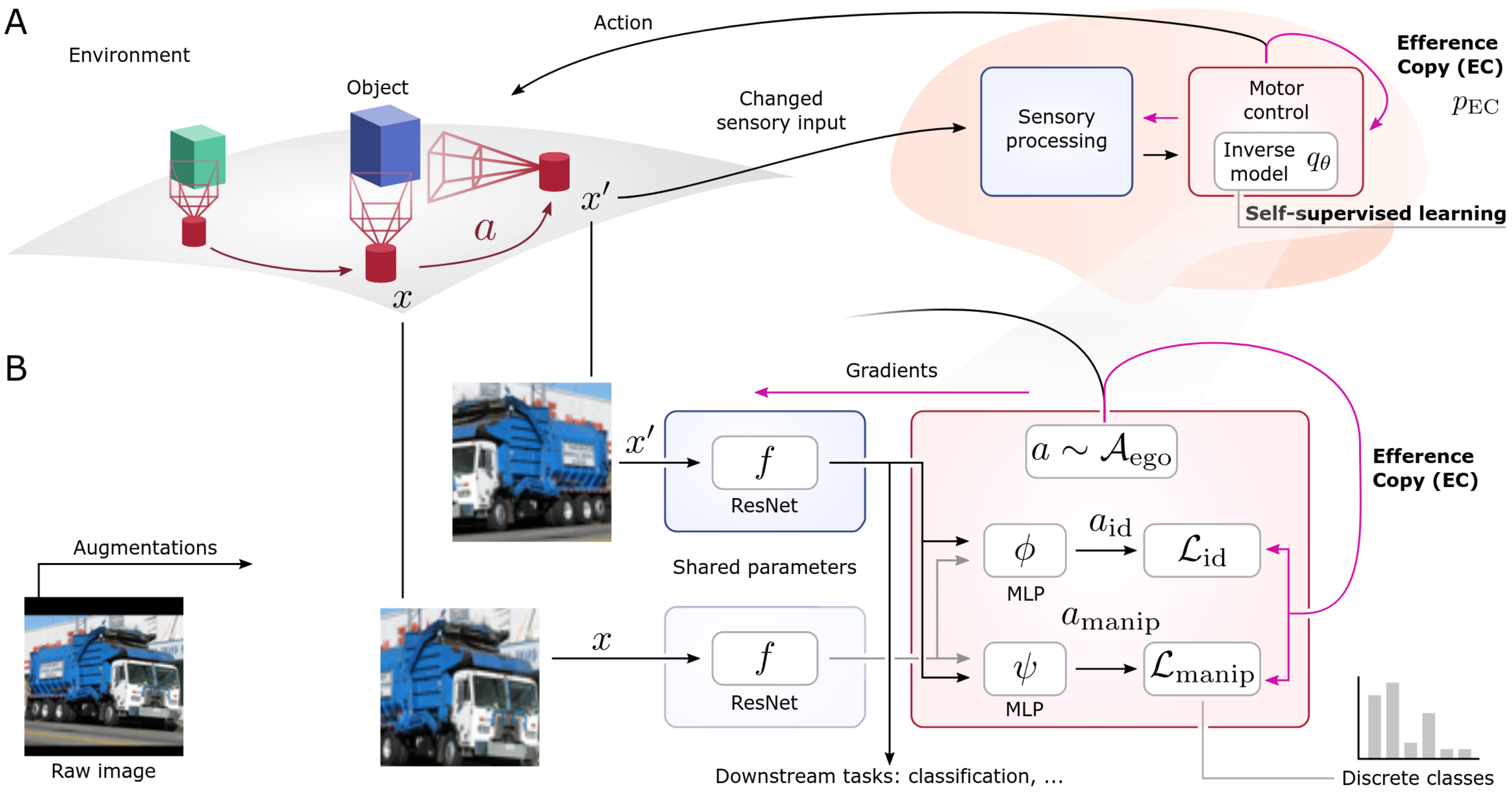 Self-supervised Learning Through Efference Copies | Franz Scherr